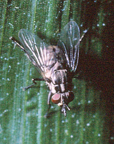 Stable Fly | Record | DigitalNZ
