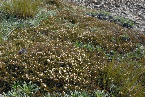 Dracophyllum pronum | Record | DigitalNZ