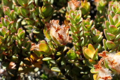 Pimelea traversii traversii | Record | DigitalNZ