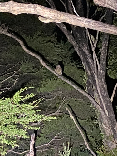 Morepork | Record | DigitalNZ