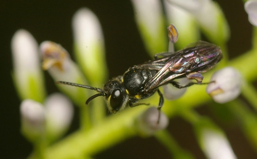 Maori Masked Bee | Record | DigitalNZ