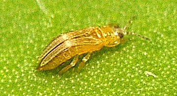 Common Thrips | Record | DigitalNZ