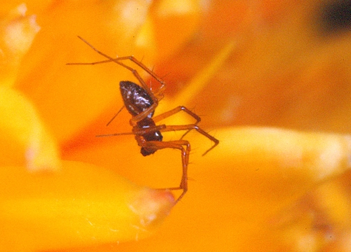 Typical Spiders | Record | DigitalNZ