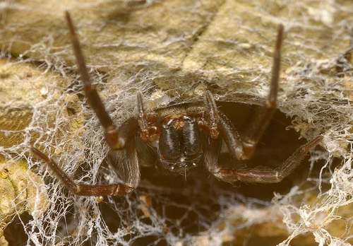 Typical Spiders | Record | DigitalNZ