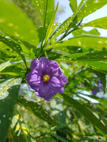 kangaroo-apple | Record | DigitalNZ