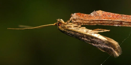 Detritus Moth | Record | DigitalNZ