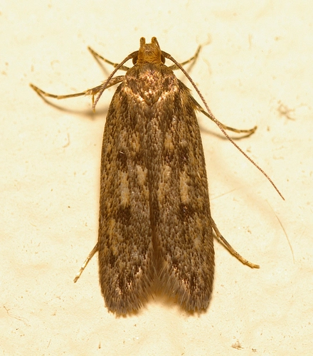 Brown House Moth | Record | DigitalNZ