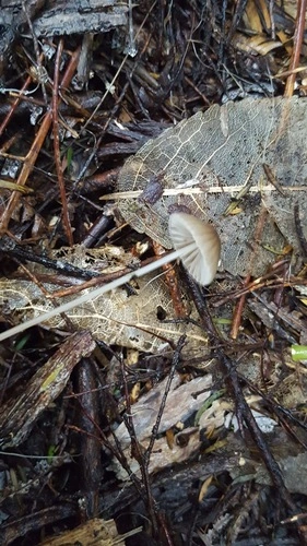 Bonnets | Record | DigitalNZ