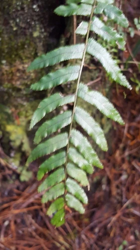 Thread Fern | Record | DigitalNZ