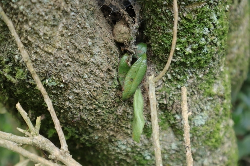 Leather-leaf fern | Record | DigitalNZ