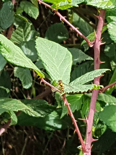 Syrphini | Record | DigitalNZ