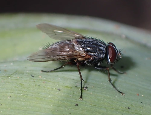 False Stable Fly | Record | DigitalNZ