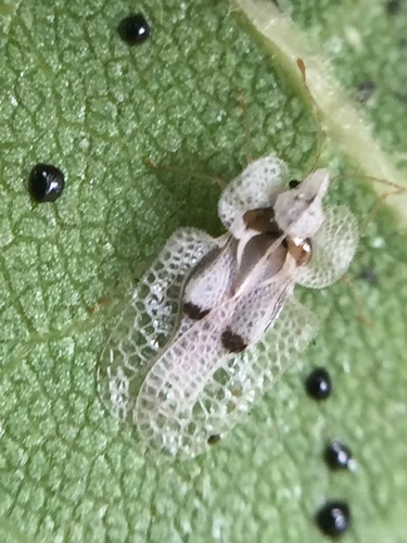 Eastern Sycamore Lace Bug | Record | DigitalNZ