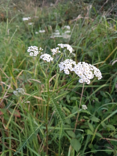Common Yarrow | Record | DigitalNZ