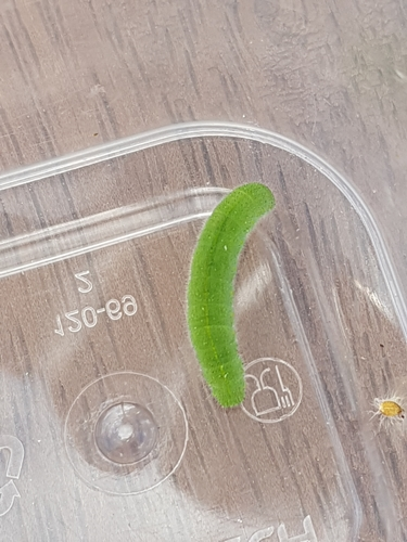 Cabbage White | Record | DigitalNZ