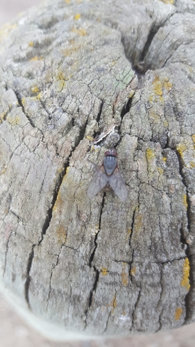 False Stable Fly | Record | DigitalNZ