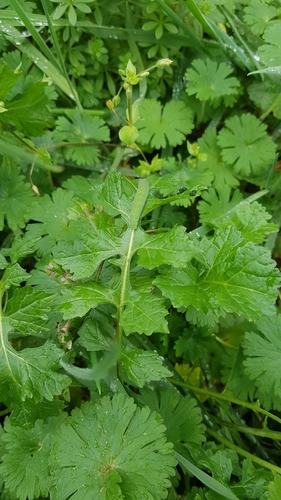 Cabbage White | Record | DigitalNZ