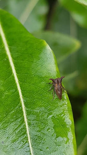 Tri-horned treehopper | Record | DigitalNZ