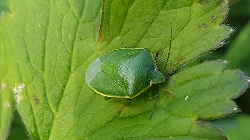New Zealand Vegetable Bug | Record | DigitalNZ
