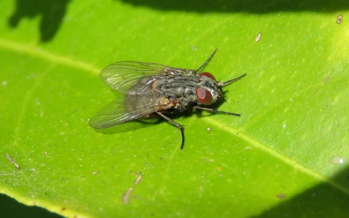 False Stable Fly | Record | DigitalNZ