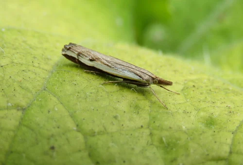 Common grass moth | Record | DigitalNZ