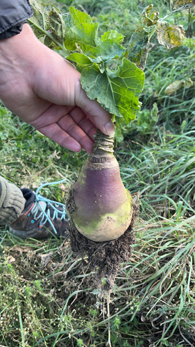 Swede | Record | DigitalNZ