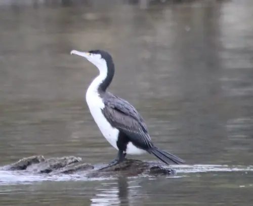 New Zealand Pied Shag | Record | DigitalNZ