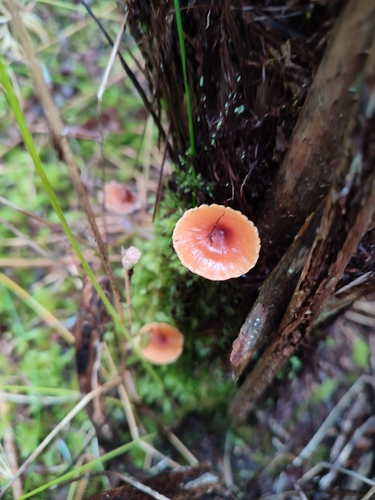 Webcaps | Record | DigitalNZ