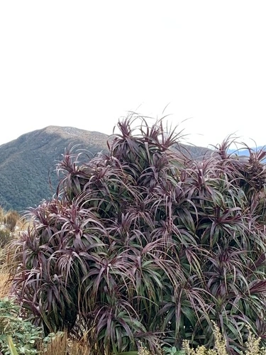 mountain neinei | Record | DigitalNZ