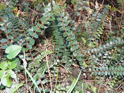 Pellaea rotundifolia | Record | DigitalNZ