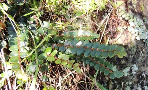 Pellaea rotundifolia | Record | DigitalNZ