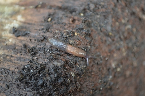 Smooth Land Slugs | Record | DigitalNZ