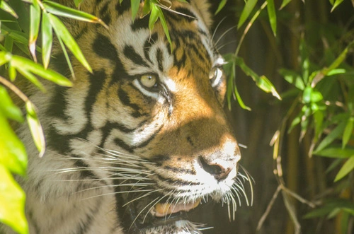 Sunda Tiger | Record | DigitalNZ