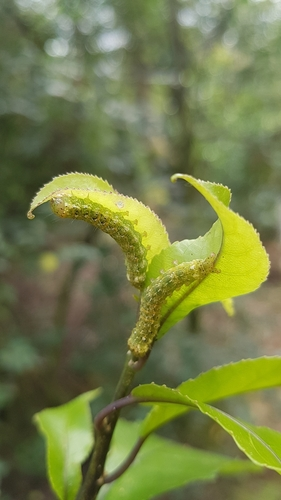 Mahoe-stripper moth | Record | DigitalNZ
