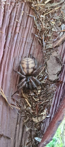 Banded Tunnelweb Spiders | Record | DigitalNZ