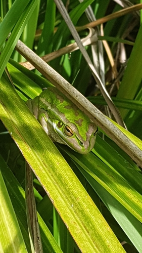Green and Golden Bell Frog | Record | DigitalNZ