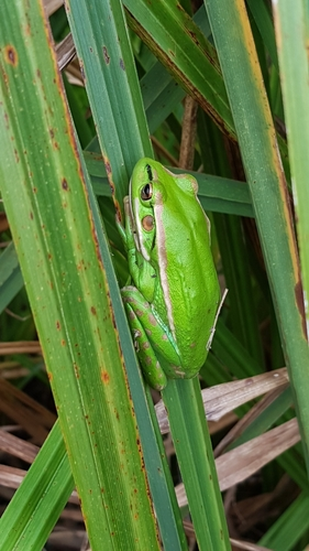 Green and Golden Bell Frog | Record | DigitalNZ