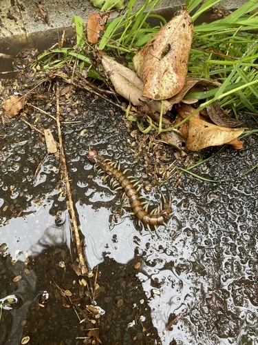 New Zealand giant centipede | Record | DigitalNZ