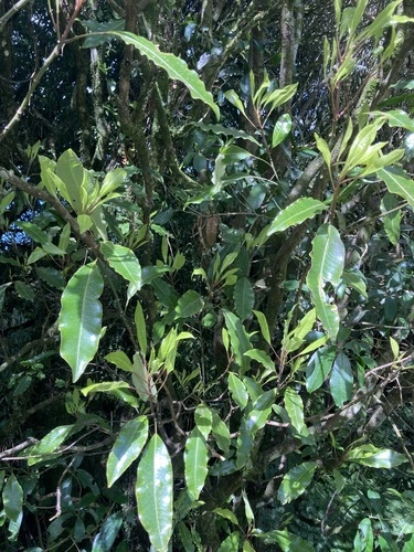 Raukawa | Record | DigitalNZ