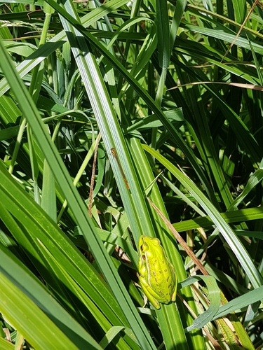 Green and Golden Bell Frog | Record | DigitalNZ