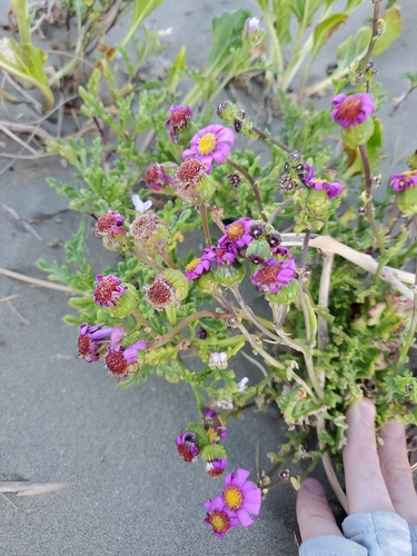 Red-purple Ragwort | Record | DigitalNZ