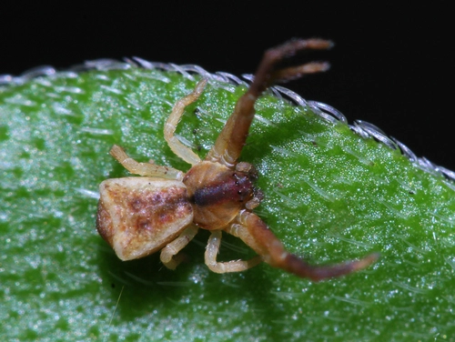Square-ended Crab Spiders | Record | DigitalNZ