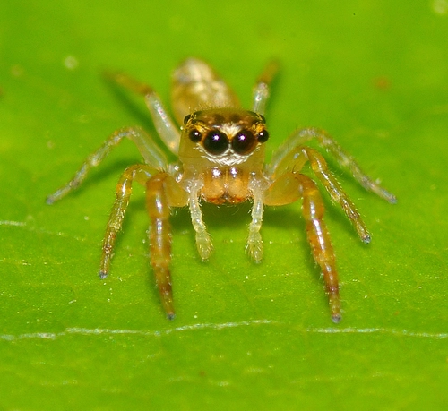 Jumping Spiders | Record | DigitalNZ