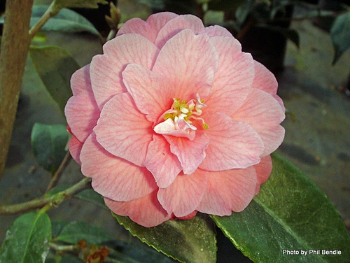 Camellia hybrid 'Spring Festival' | Record | DigitalNZ