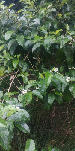 Marble leaf | Record | DigitalNZ