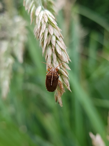 Linear sedge shield bug | Record | DigitalNZ