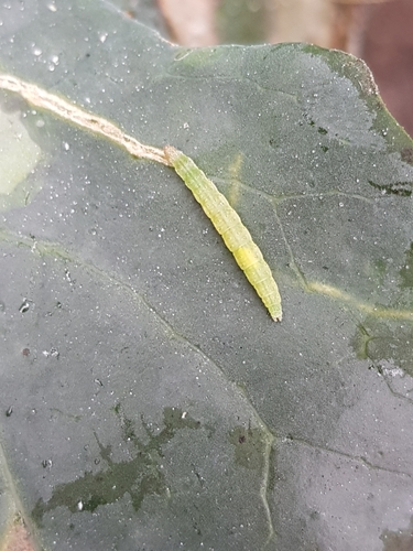 Diamondback Moth | Record | DigitalNZ