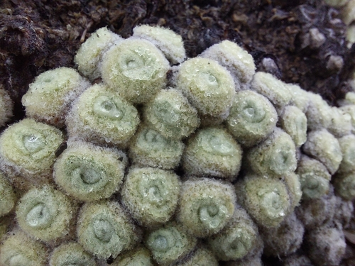 Haastia pulvinaris pulvinaris | Record | DigitalNZ