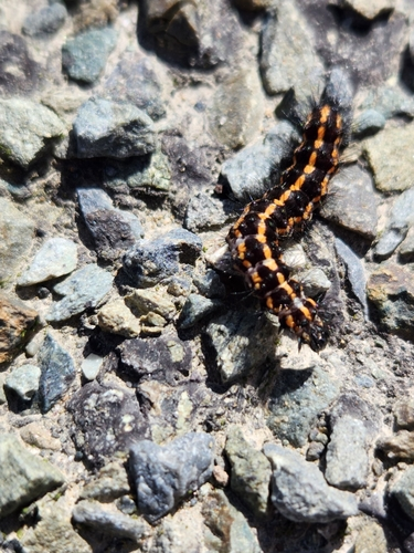 New Zealand Magpie Moth | Record | DigitalNZ