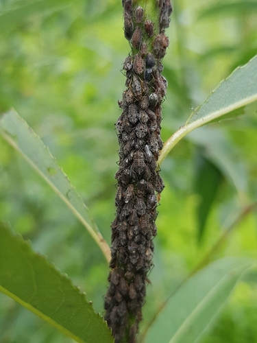 Giant Willow Aphid | Record | DigitalNZ